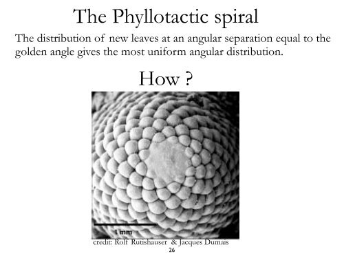 The Phyllotactic spiral T