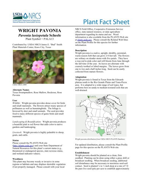 Wright Pavonia, Pavonia lasiopetala Plant Fact Sheet - USDA Plants ...