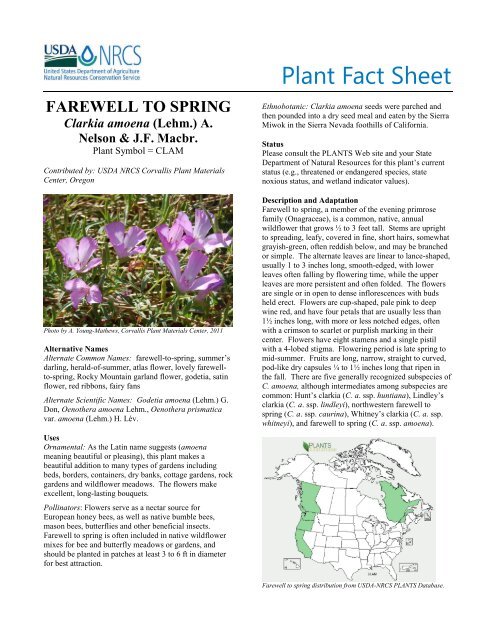 Clarkia Flower Meaning Best Flower Wallpaper clarkia-flower-meaning-best-flower-wallpaper