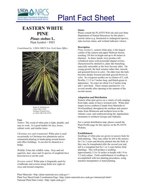 eastern white pine - USDA Plants Database - US Department of ...