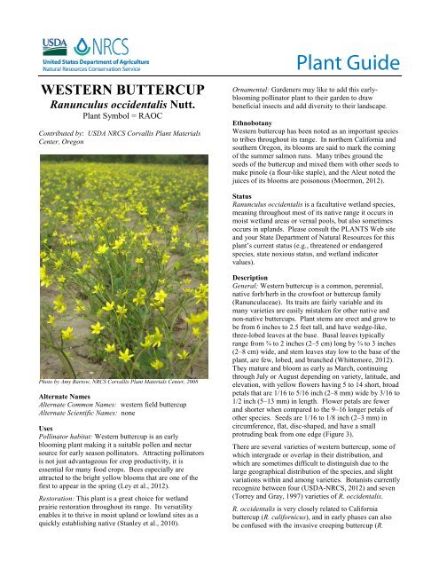 Western buttercup - USDA Plants Database