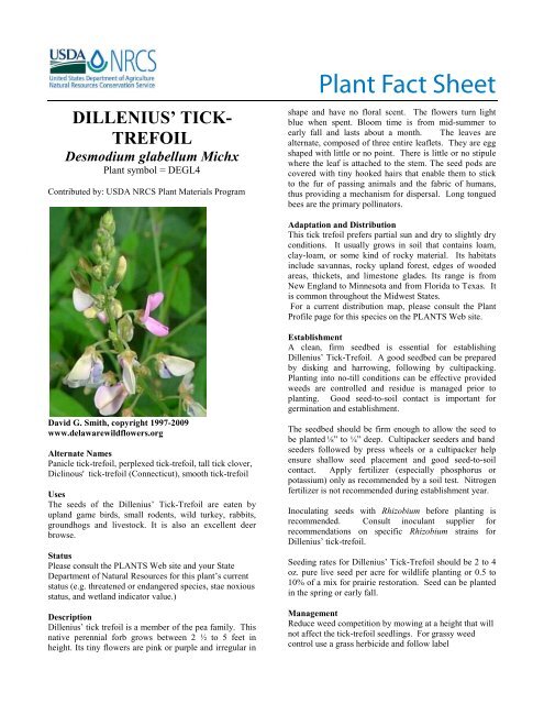 Dillenius' Tick-Trefoil Plant Fact Sheet - USDA Plants Database