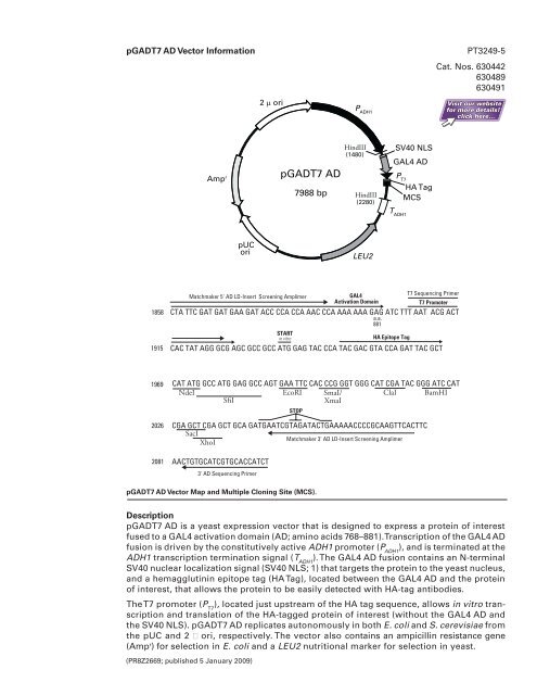 pGADT7 AD Vector Information