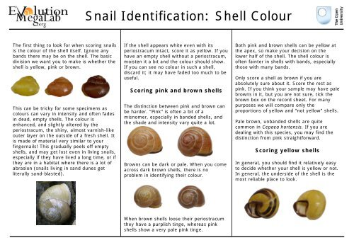 Snail Identification: Shell Colour - Evolution MegaLab