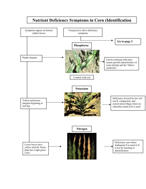 Nutrient Deficiency Symptoms in Corn (Identification