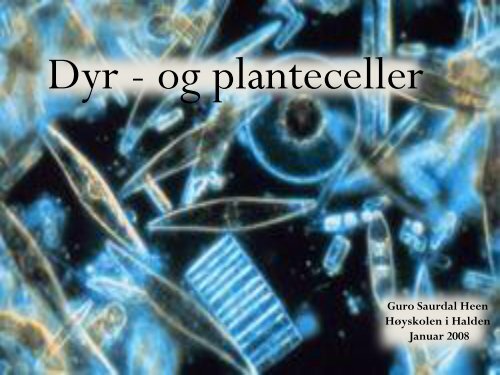 Dyreceller og planteceller