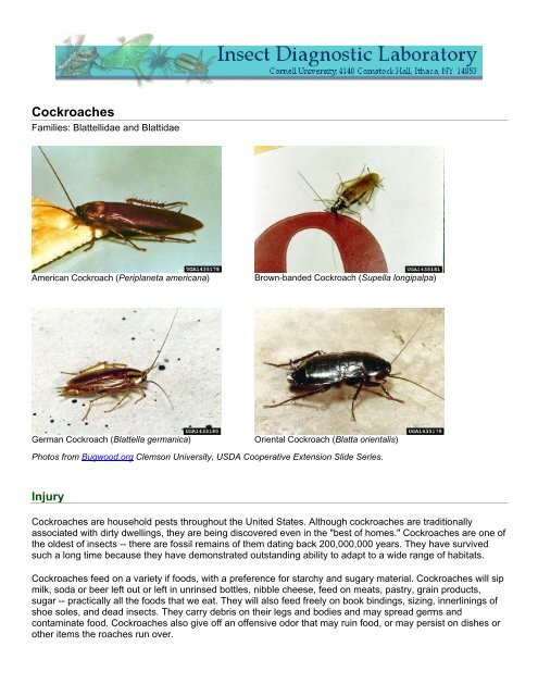 Fact Sheet: Cockroaches - Maine.gov