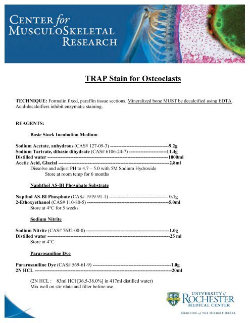 TRAP Stain for Osteoclasts