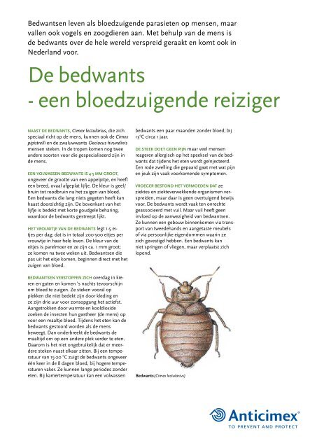 Bedwantsen Van Dichtbij