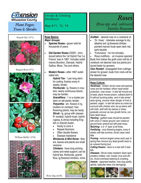 Rosa spp. and cultivars - University of Wisconsin-Extension