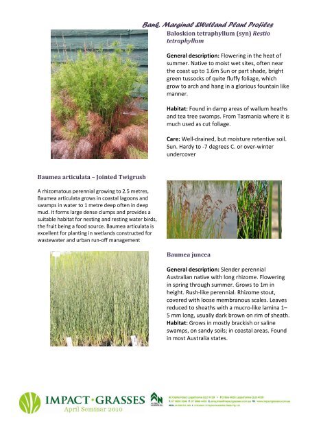 Wetland Grass Profiles - Alpine Nurseries