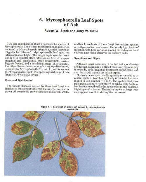 Mycosphaerella Leaf Spots Of Ash