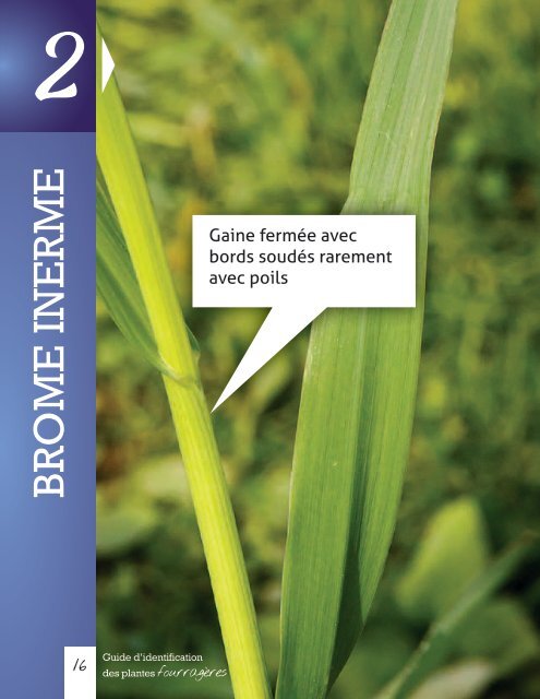 72 BROME DES INERME PRÉS