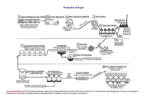 Production of Sugar