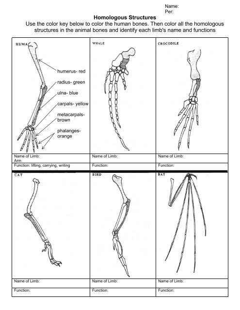 Homologous Structures