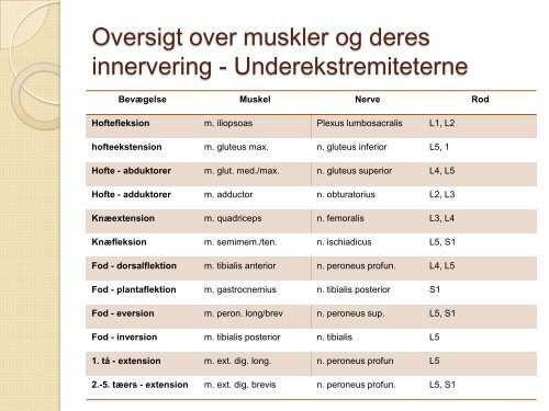 Oversigt over muskler og
