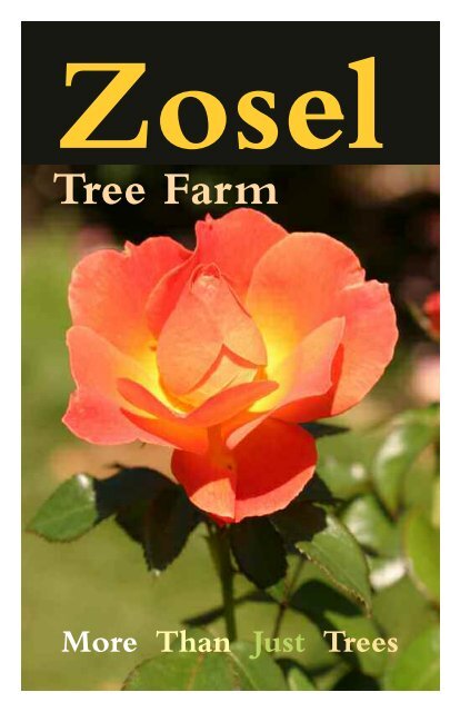 Roses - Zosel Tree Farm