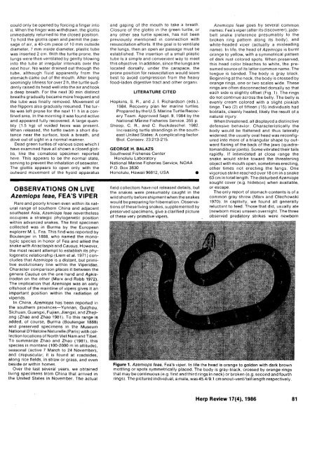 OBSERVATIONS ON LIVE Azemiops feae, FEA'S VIPER