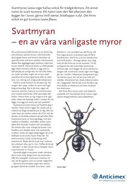 Svartmyran – en av våra vanligaste myror
