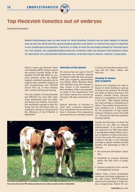 Top Fleckvieh Genetics out of embryos