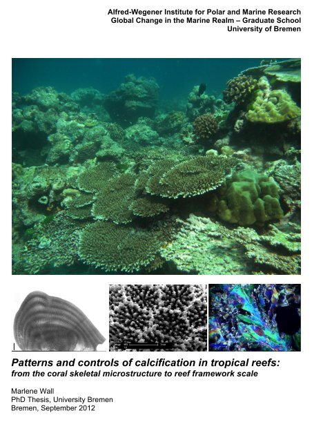 Patterns and controls of calcification in tropical reefs: - E-LIB ...