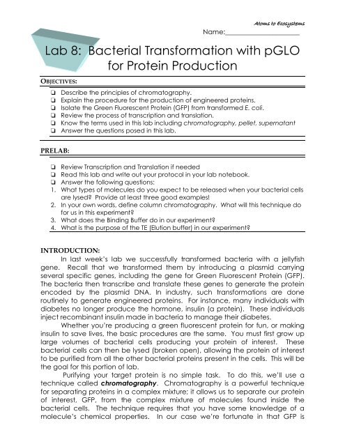 Bacterial Transformation Lab Pglo