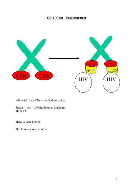CD4-Chip Fusionsprotein - BioValley College Network