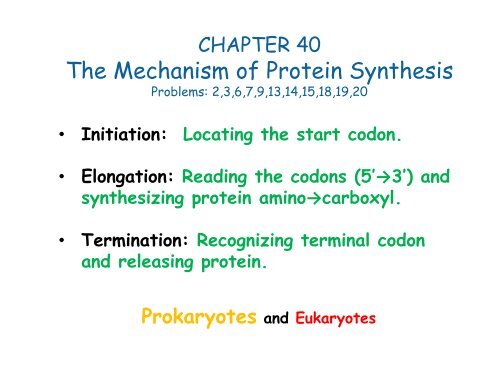 Handout: The Mechanism of Protein Synthesis