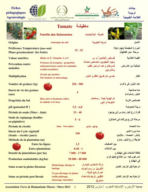 Tomate ﺔﺷﯾطﺎﻣ - Fellah Trade