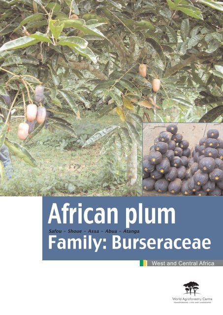 Family: Burseraceae - FIDAfrique