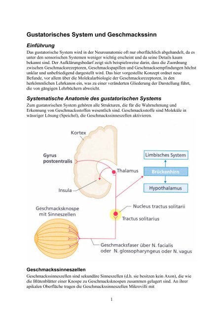 Gustatorisches System und Geschmackssinn - Anatomie.net