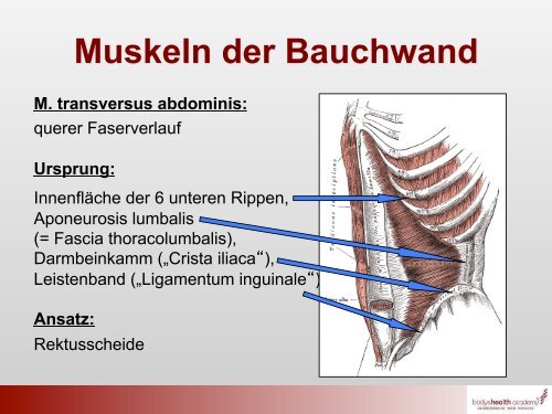 Muskeln der Bauchwand M.