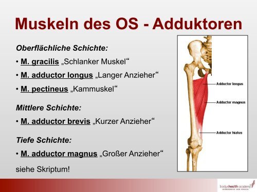 Muskeln des OS - Adduktor