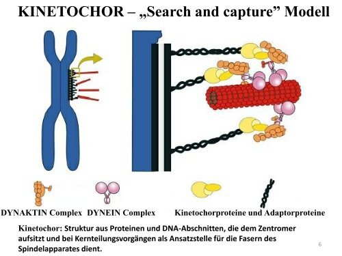 KINETOCHOR – „Search