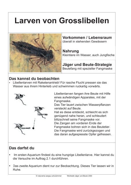 Jäger und Beute-Strategie
