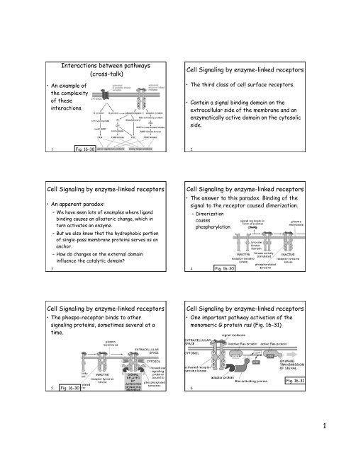 Cell Signaling by enzyme-linked receptors Cell Signaling by ...