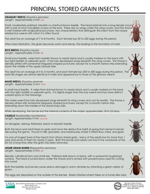 stored grain insects - Grain Inspection, Packers & Stockyards ...