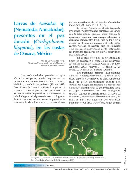 Larvas de Anisakis sp, presentes en el pez dorado - Universidad del ...