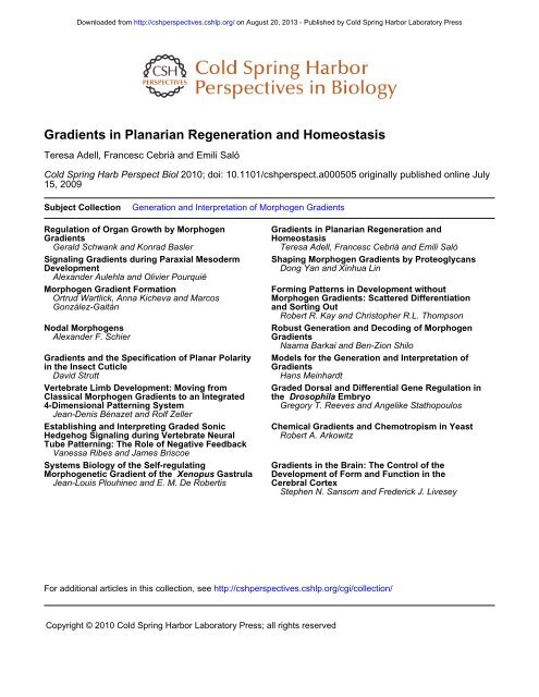 Gradients in Planarian Regeneration and Homeostasis