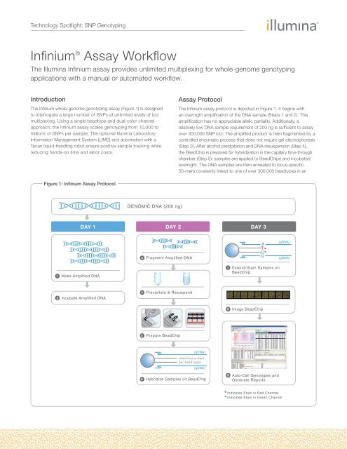 Infinium Assay Workflow - Illumina