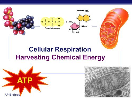 Cellular Respiration - Immaculate Heart High School