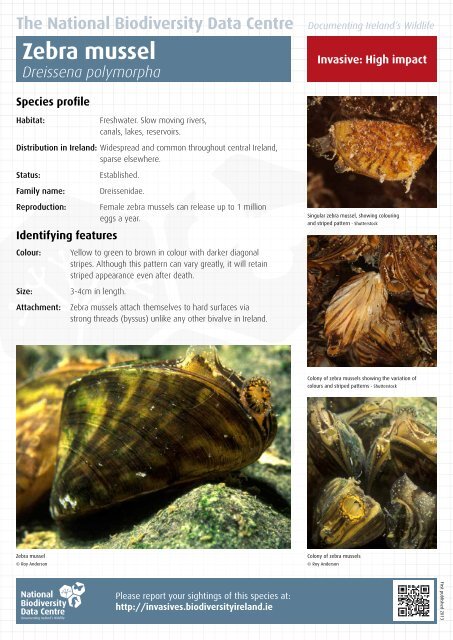Zebra mussel - National Invasive Species Database