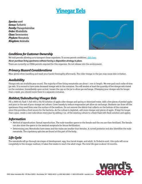 Vinegar Eels - Ward's Science