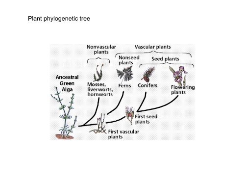 Lecture 10-12Aquatic Macrophytes.pdf