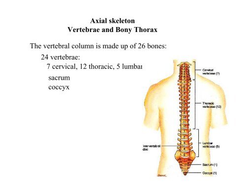 Axial skeleton Vertebrae and Bony Thorax The vertebral column is ...