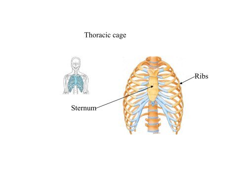 Sacrum with pelvic bones