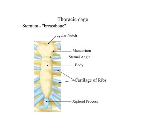 Thoracic cage Sternum