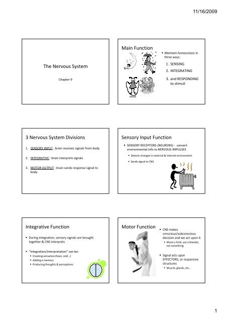 PPT Notes - Neuron Structure & Function