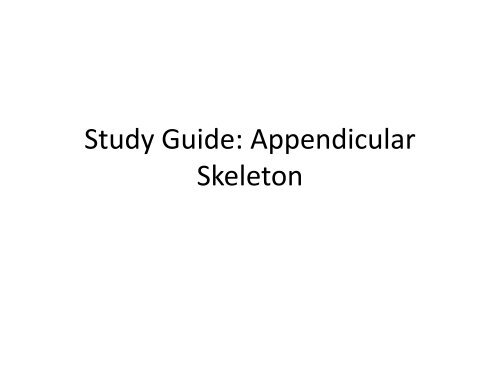 Study Guide: Appendicular Skeleton