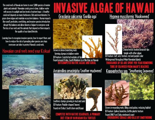 Coral Reef Algae Types